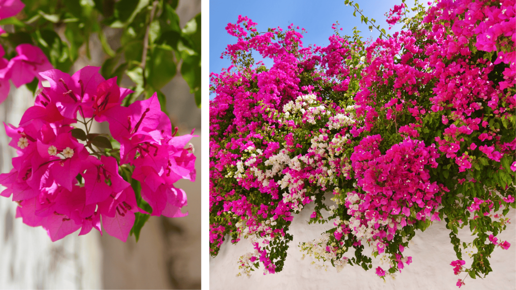 Los 10 arbustos con flores más recomendados para tu terraza - Teodora